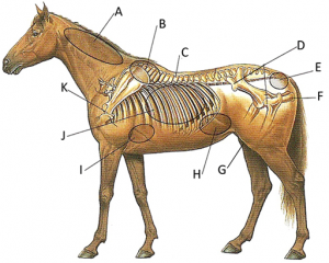 Body Condition Scoring - Performance Horse Nutrition